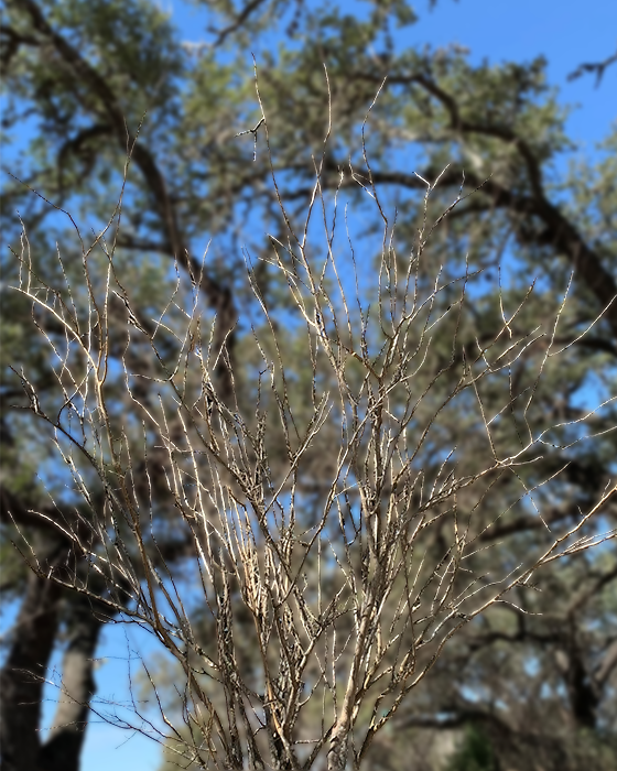 Whithering - Lifted Keys : Parables, Lessons and God Whispers